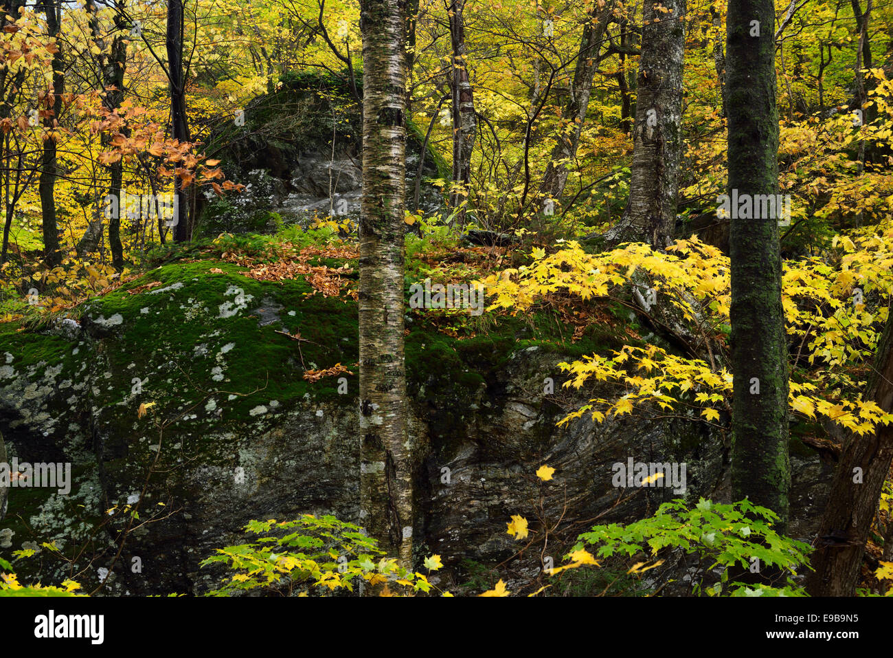 Yellow Fall forest colors at Smugglers Notch State Park with moss ...