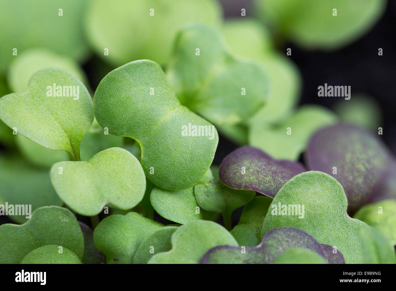 Small green sprouts plants hi-res stock photography and images - Alamy