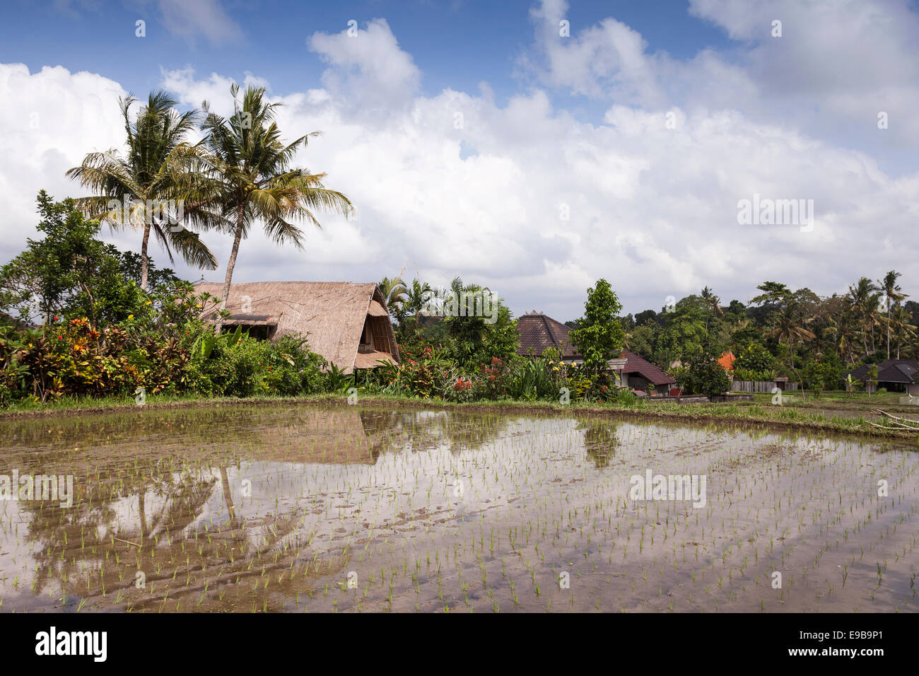 Ubud rice fields, Bali, Indonesia Stock Photo - Alamy