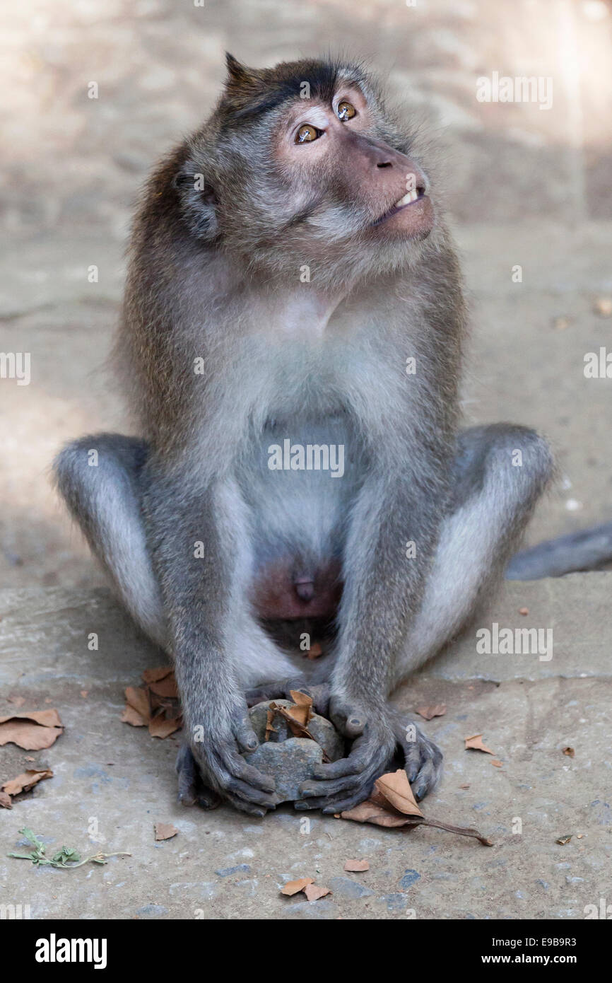 Monkey on the floor hi-res stock photography and images - Alamy