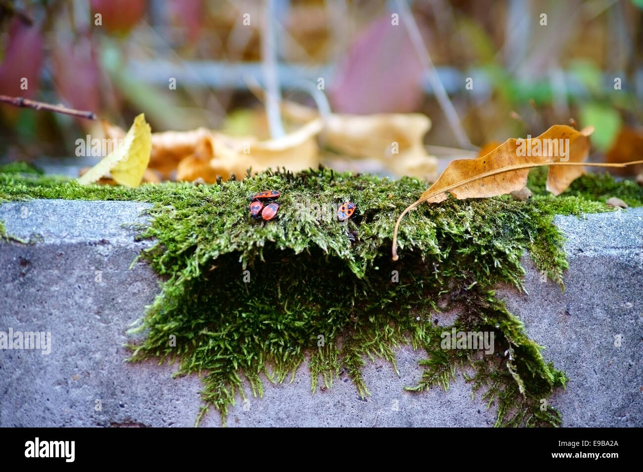 Moss bed hi-res stock photography and images - Alamy