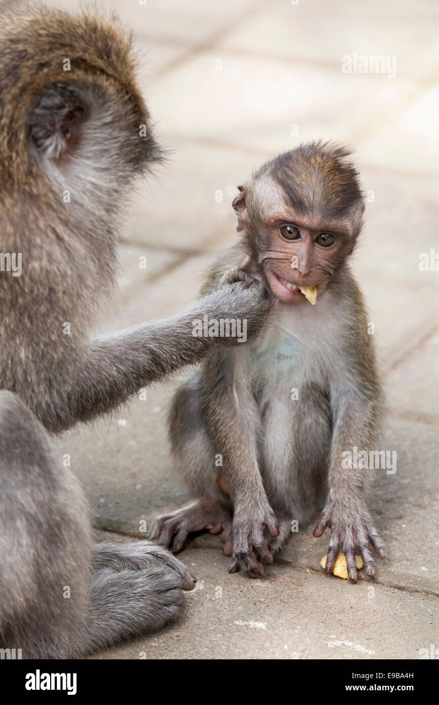 Young monkey and mother, grooming behaviour, "Long-tailed macaques ...