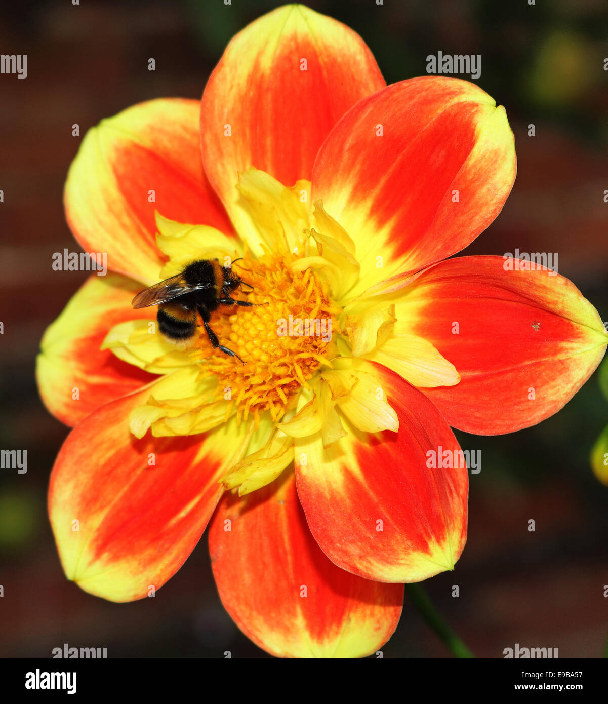 Honey Bee collecting Pollen from a red and yellow Dahlia flower Stock ...