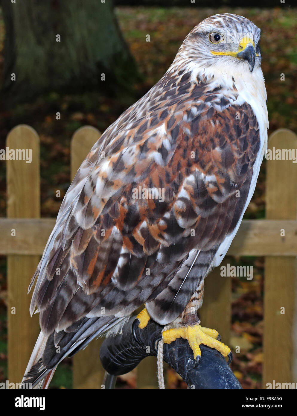 Falcon wings close up hi-res stock photography and images - Alamy