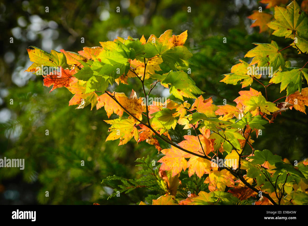 Vine maple leaves turning to fall color; Cascade Mountains, Oregon ...