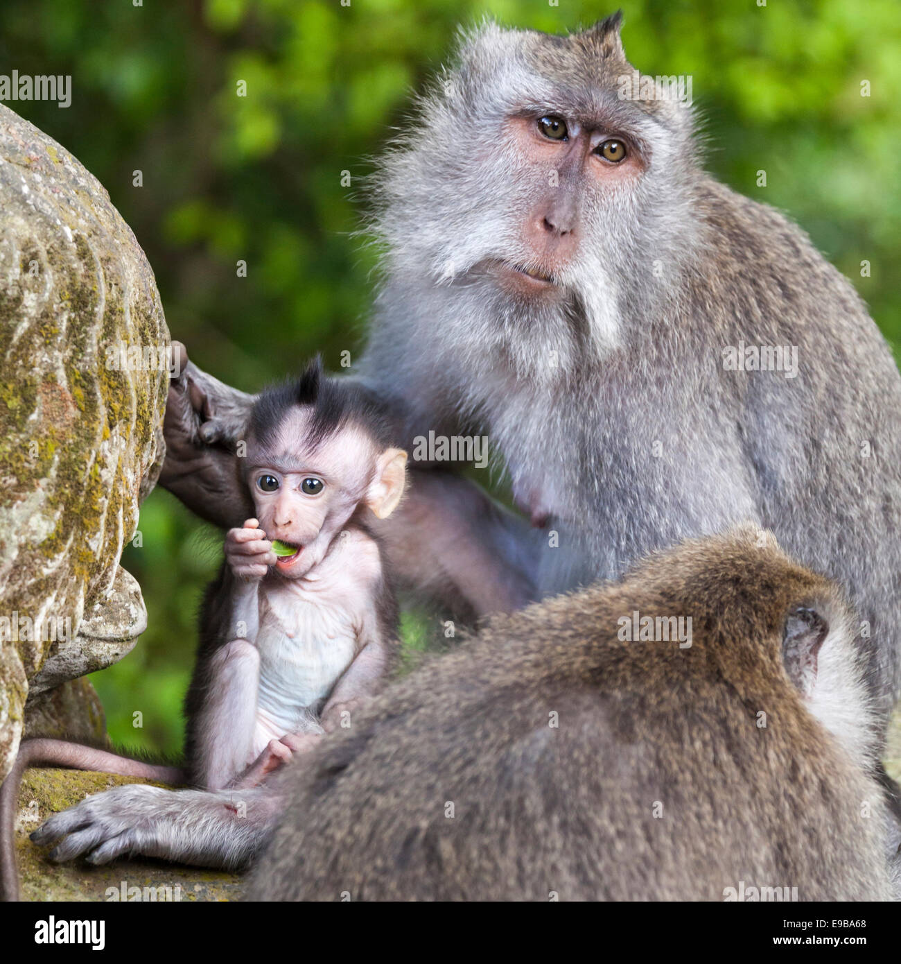 Long tailed macaques macaca fascicularis hi-res stock photography and images - Alamy