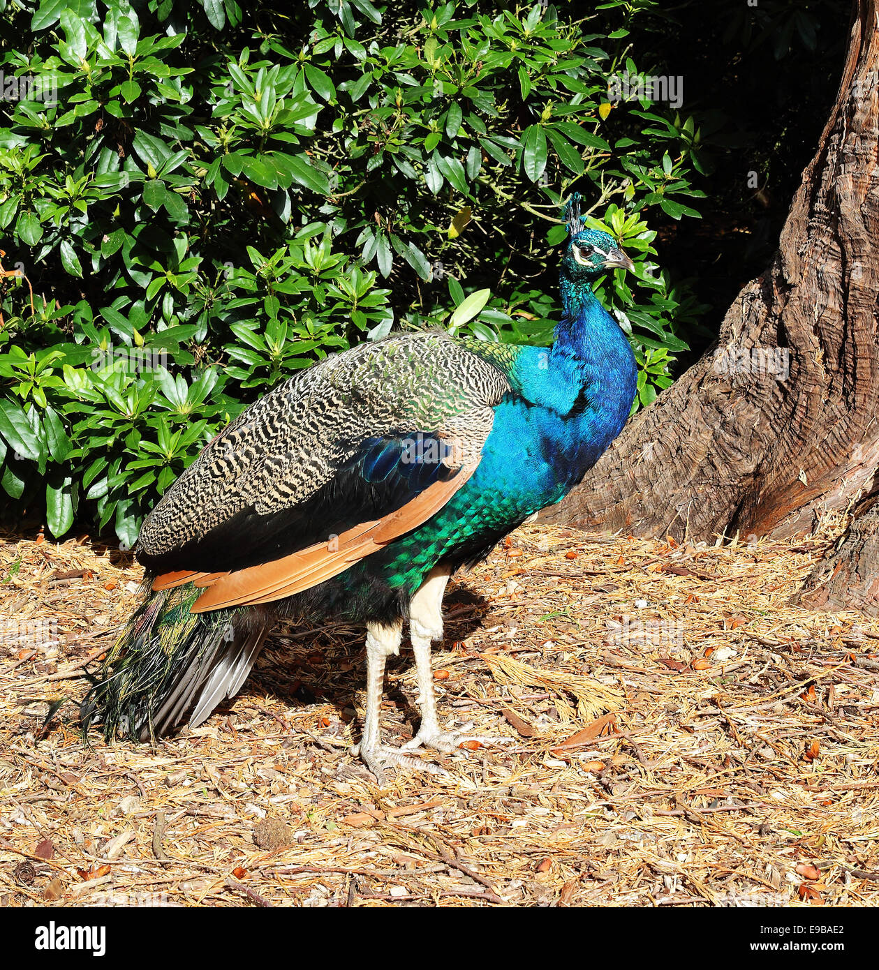 Colourful Peacock by a Rhododendron bush Stock Photo - Alamy
