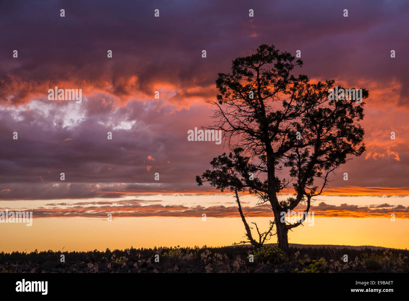 Western juniper hi-res stock photography and images - Alamy