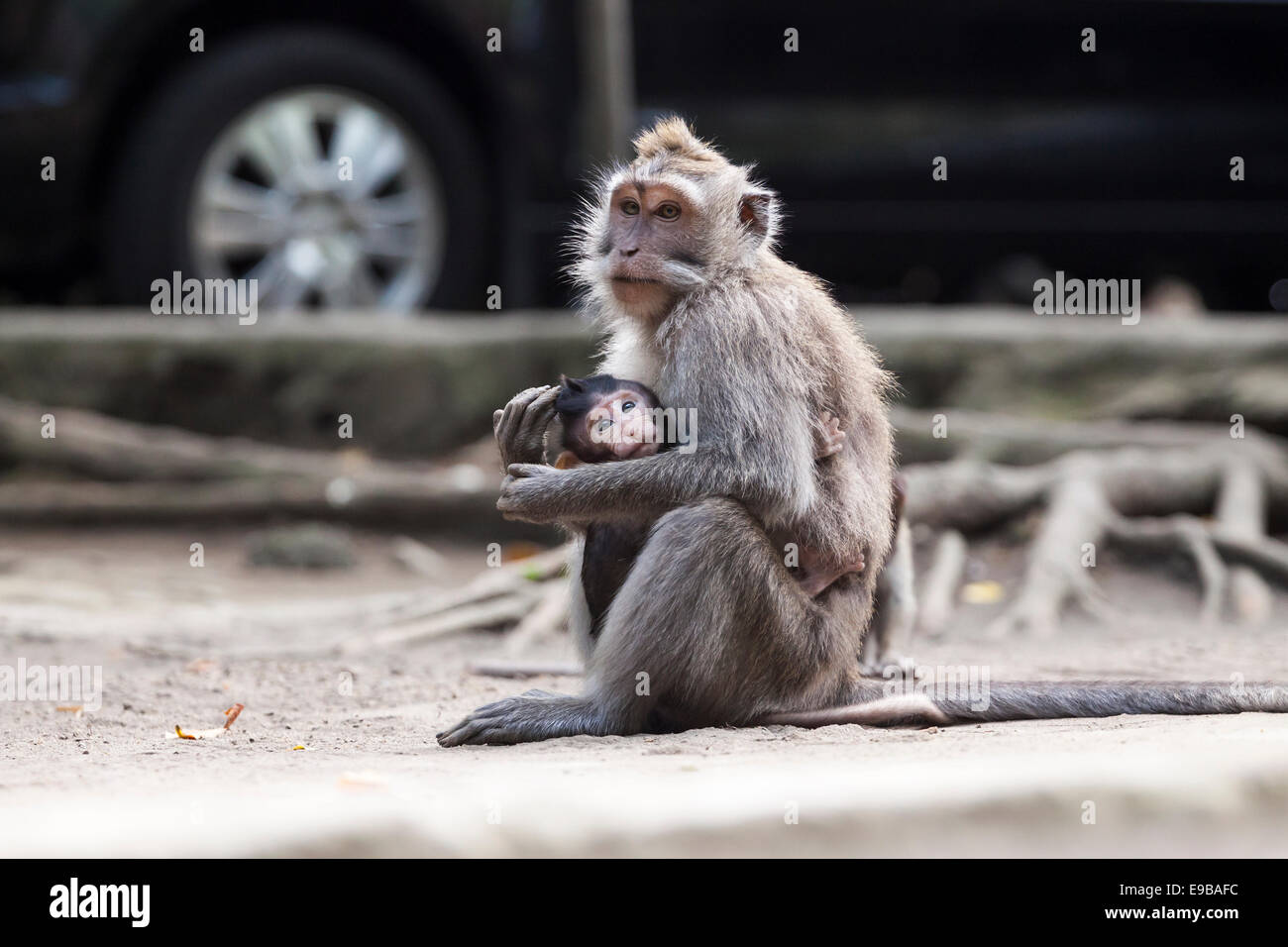 Street monkeys, "Long-tailed macaques" "Macaca fascicularis", Ubud ...