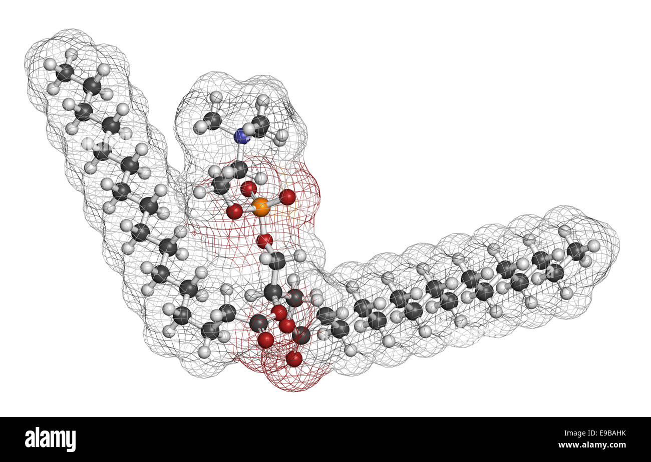 Pulmonary surfactant molecule. Chemical structure of ...