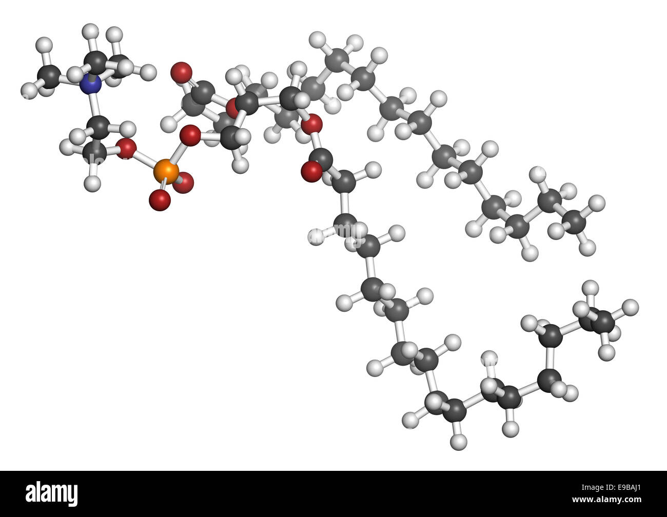 Dipalmitoylphosphatidylcholine hi-res stock photography and images - Alamy
