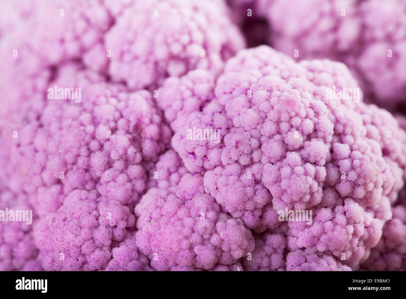Raw purple cauliflower close up Stock Photo - Alamy
