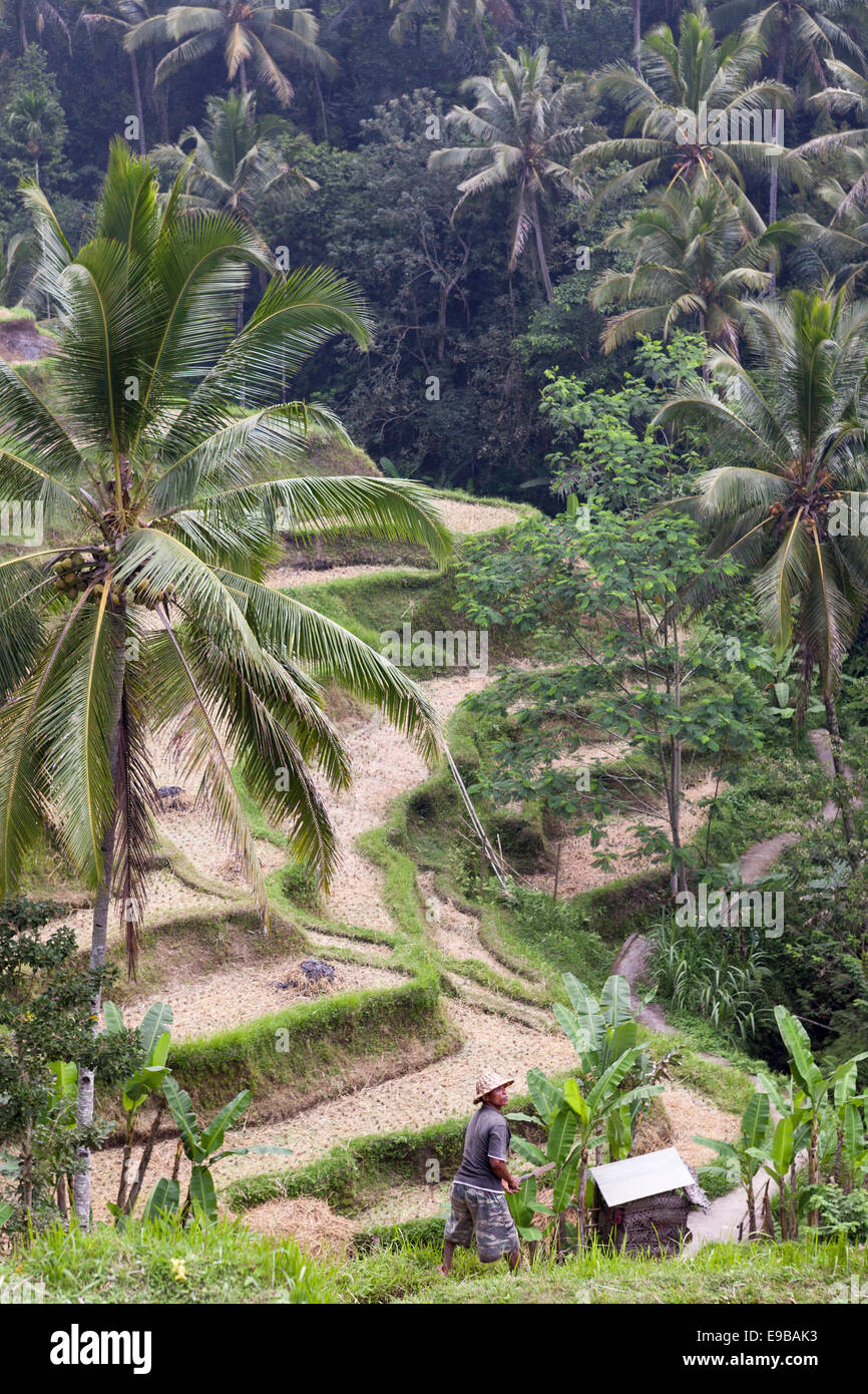 [Tegalalang Rice Terrace], Bali, Indonesia Stock Photo - Alamy