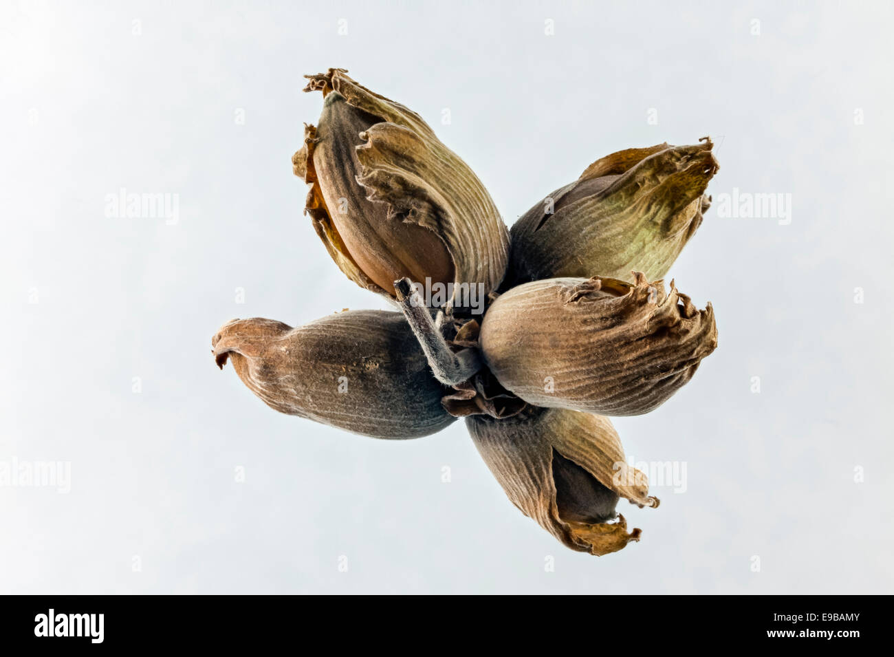 Cobnut hi-res stock photography and images - Alamy