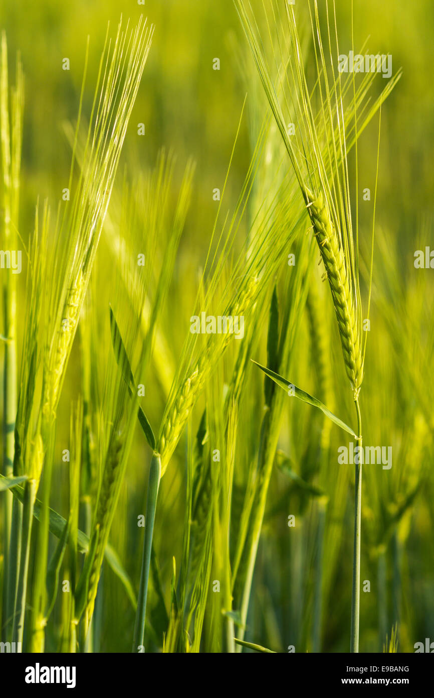Growing barley hi-res stock photography and images - Alamy