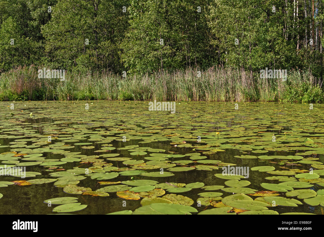 Summer lake landscape Stock Photo - Alamy