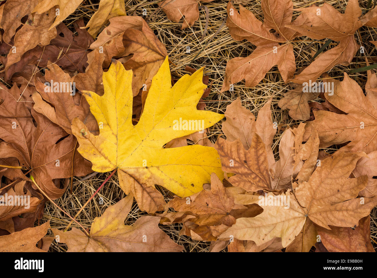 Bigleaf maple trees hi-res stock photography and images - Alamy