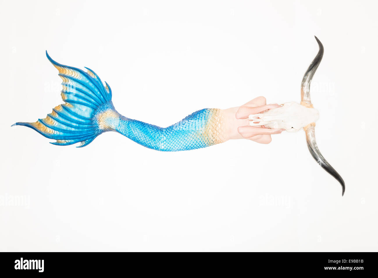 Cowhead mermaid hi-res stock photography and images - Alamy