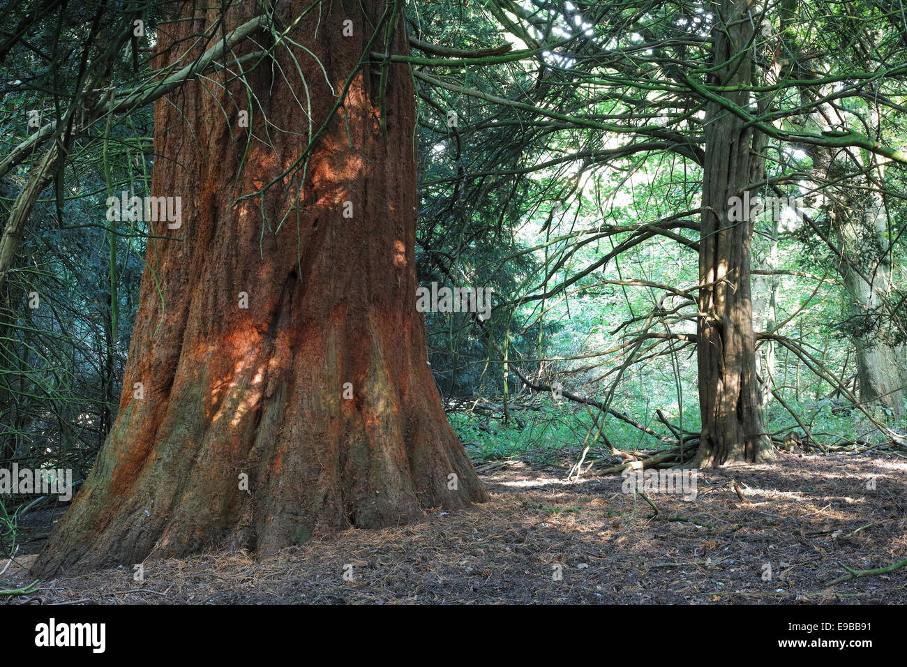 Giant Pine tree trunk with thick spongy bark to protect it from forest ...