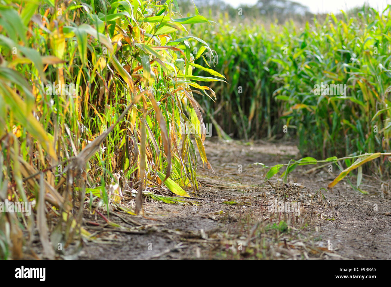 Path through a corn field Stock Photo - Alamy