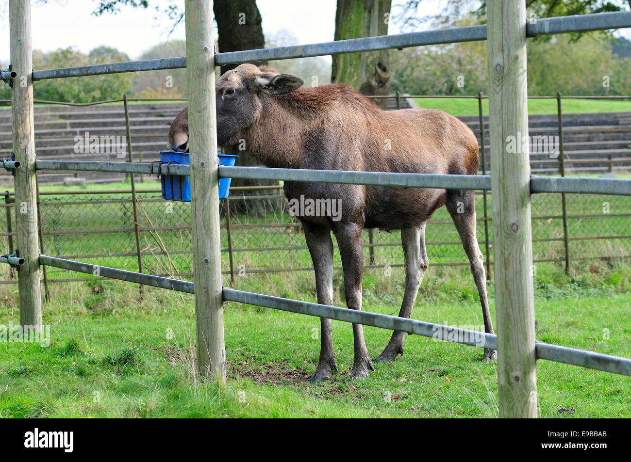A young moose feeding behind a fence at Whipsnade Zoo, UK (EDITORIAL ...
