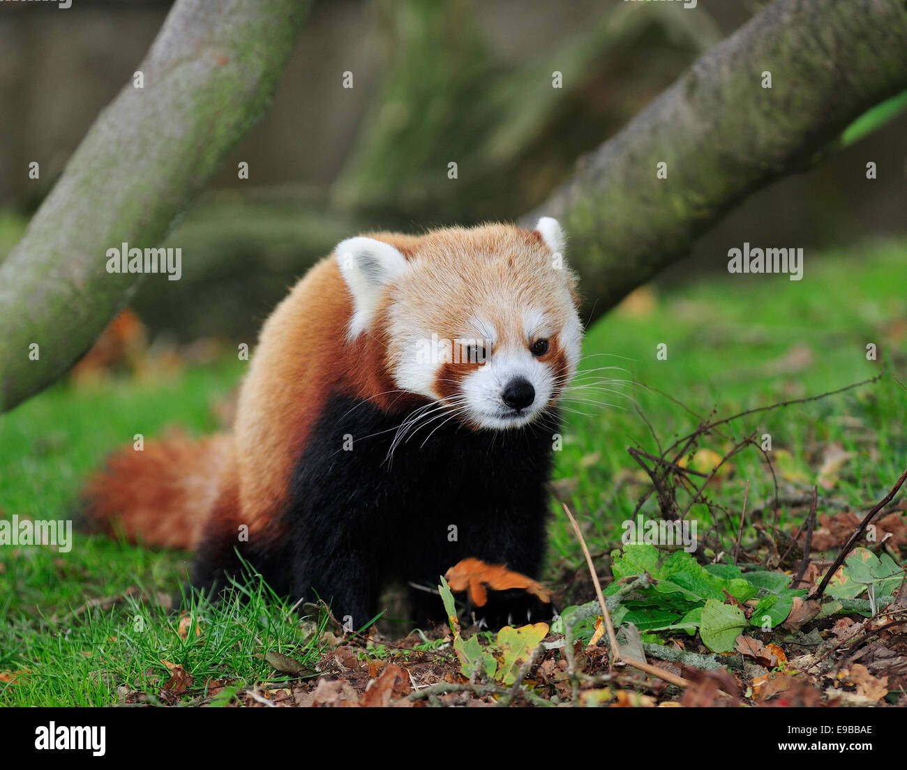 Red Panda urinating Stock Photo - Alamy