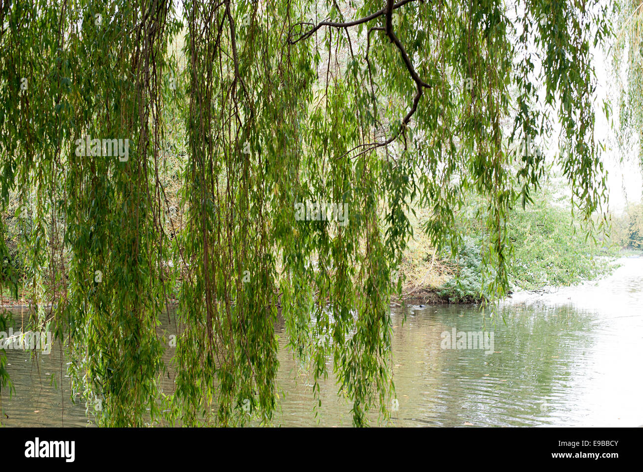 Wonderful scene of beautiful willow trees overhanging the lake in ...
