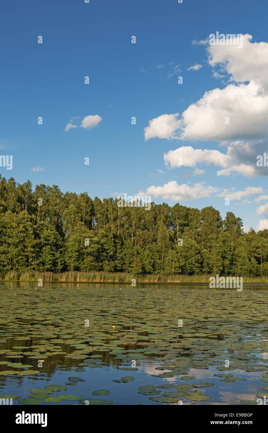 Summer lake landscape Stock Photo - Alamy