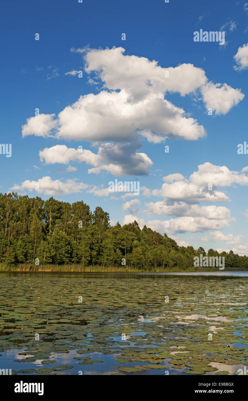 Summer lake landscape Stock Photo - Alamy