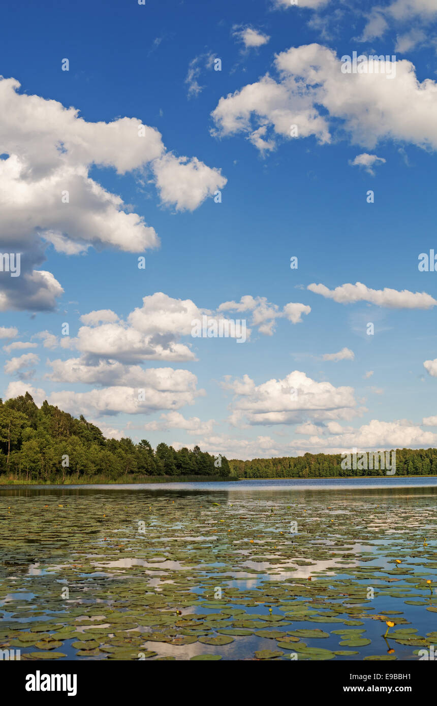 Summer lake landscape Stock Photo - Alamy