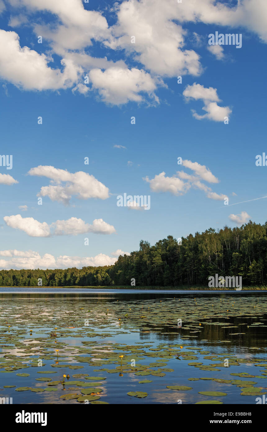 Summer lake landscape Stock Photo - Alamy