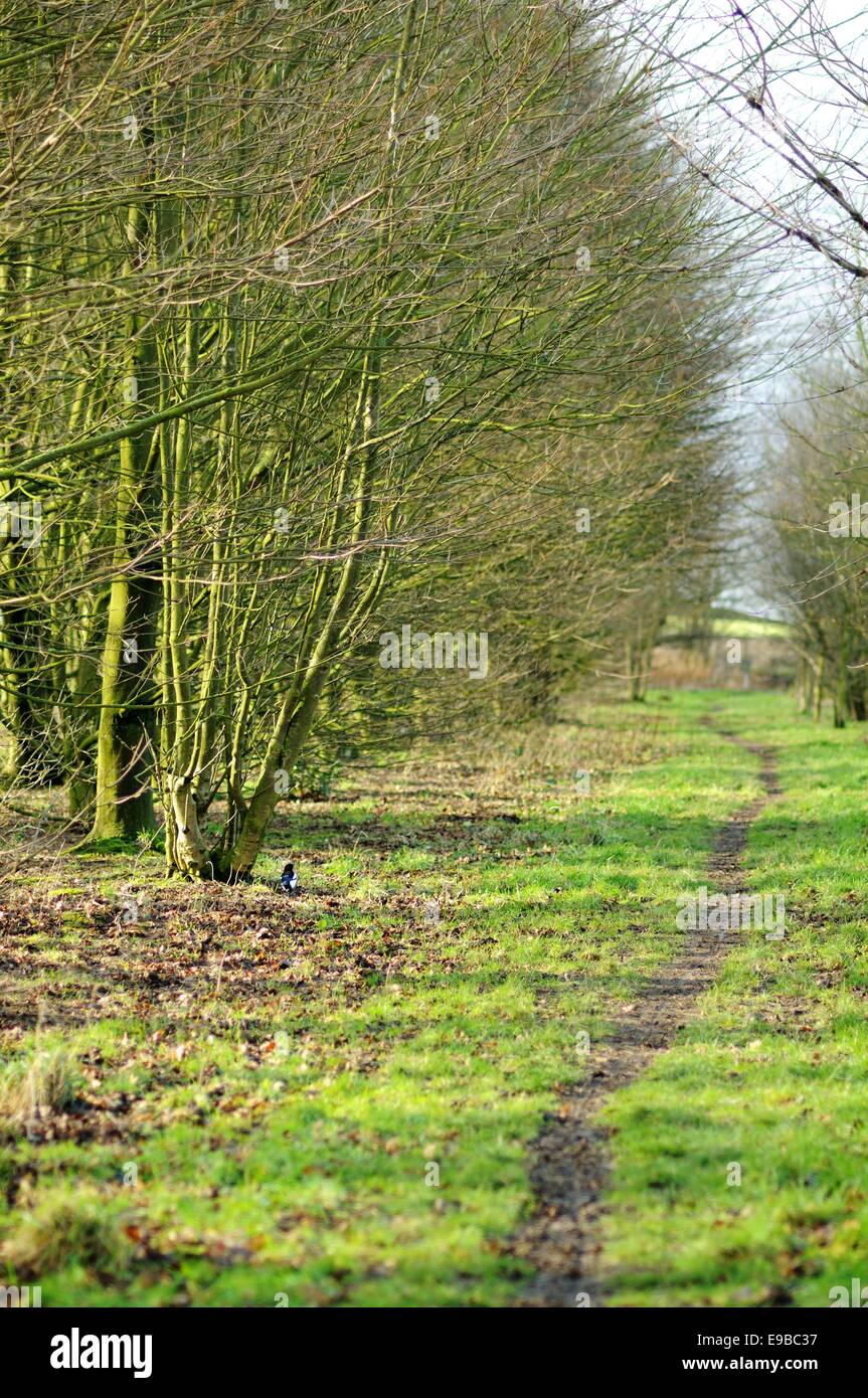 Narrow path through the grass hi-res stock photography and images - Alamy
