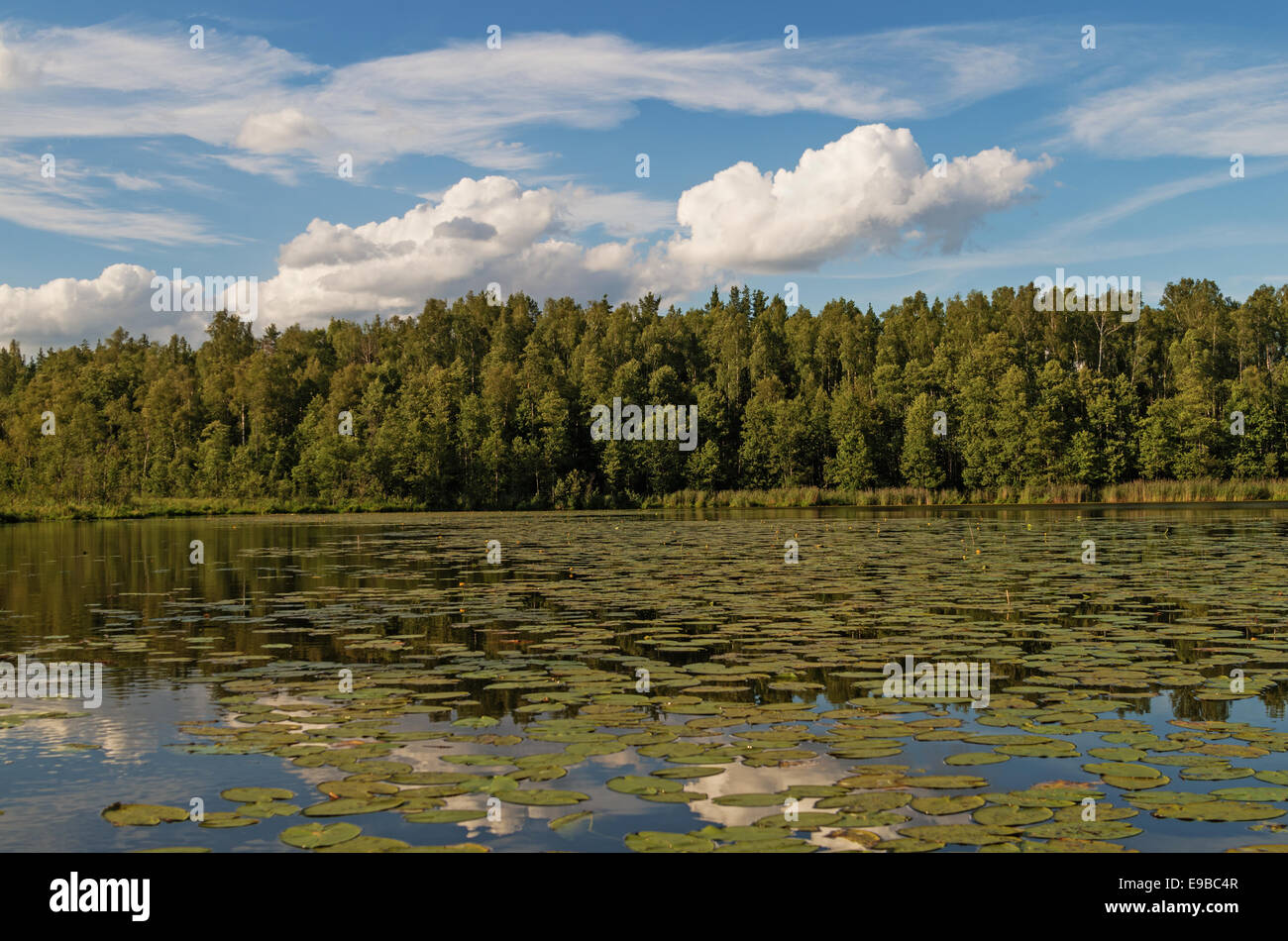 Summer lake landscape Stock Photo - Alamy