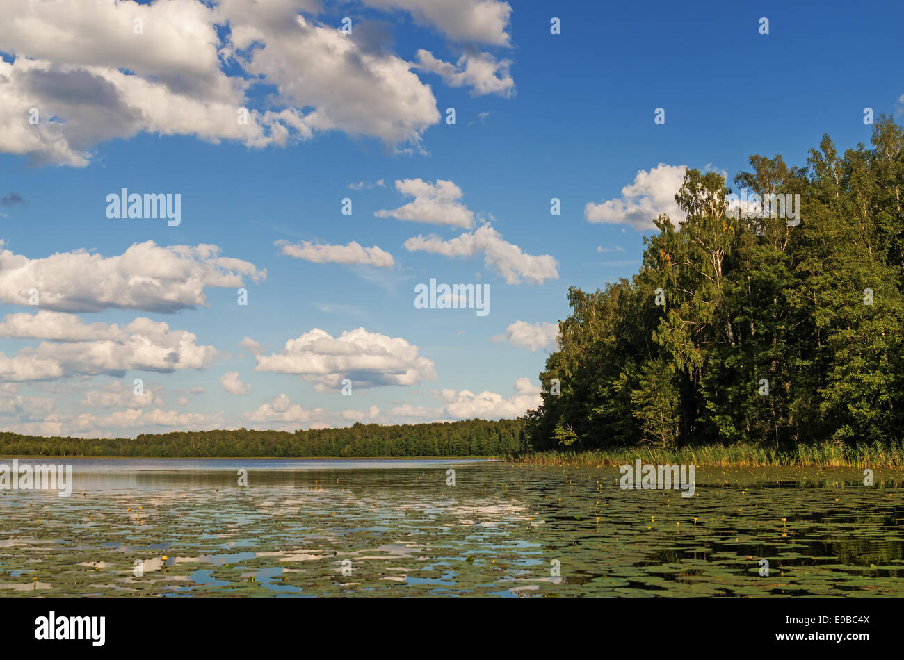 Summer lake landscape Stock Photo - Alamy