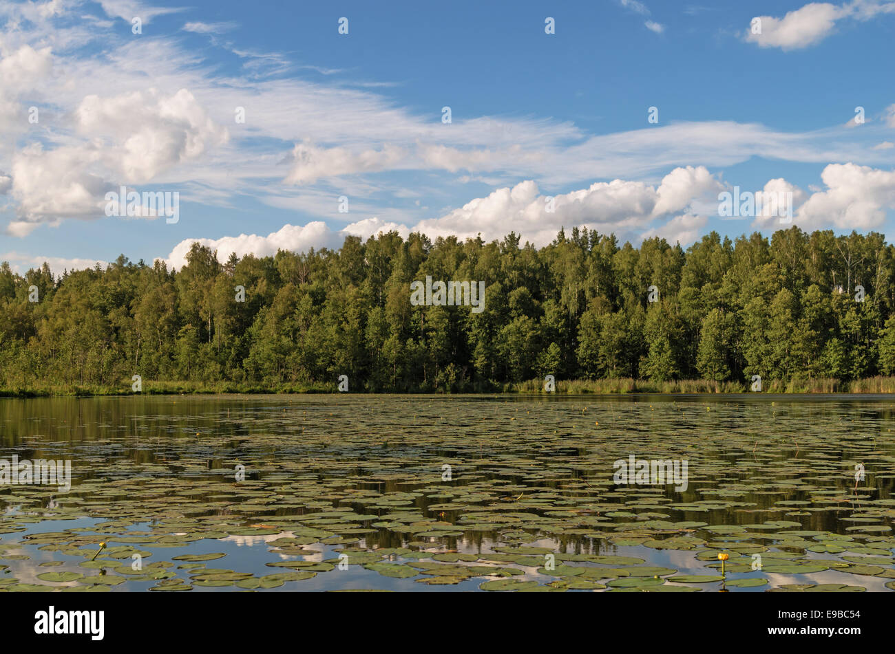 Summer lake landscape Stock Photo - Alamy