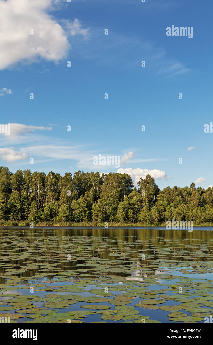 Summer lake landscape Stock Photo - Alamy
