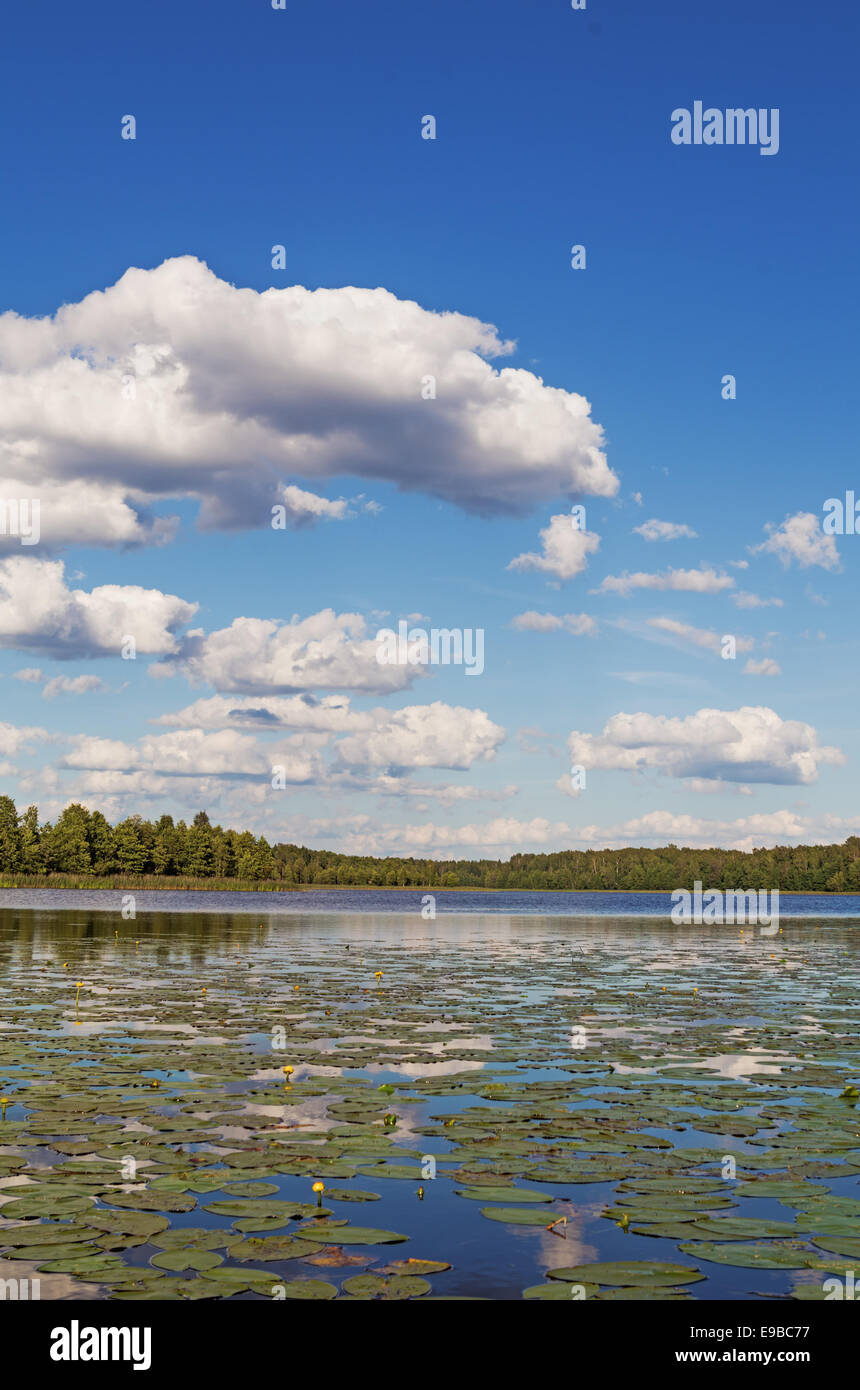 Summer lake landscape Stock Photo - Alamy
