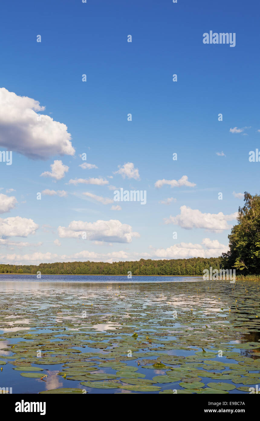 Summer lake landscape Stock Photo - Alamy