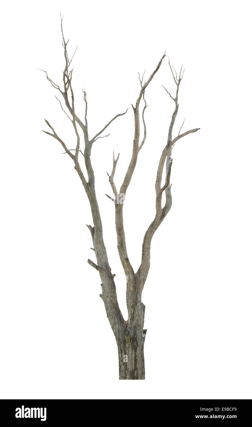 Single old and dead tree isolated on white background Stock Photo - Alamy