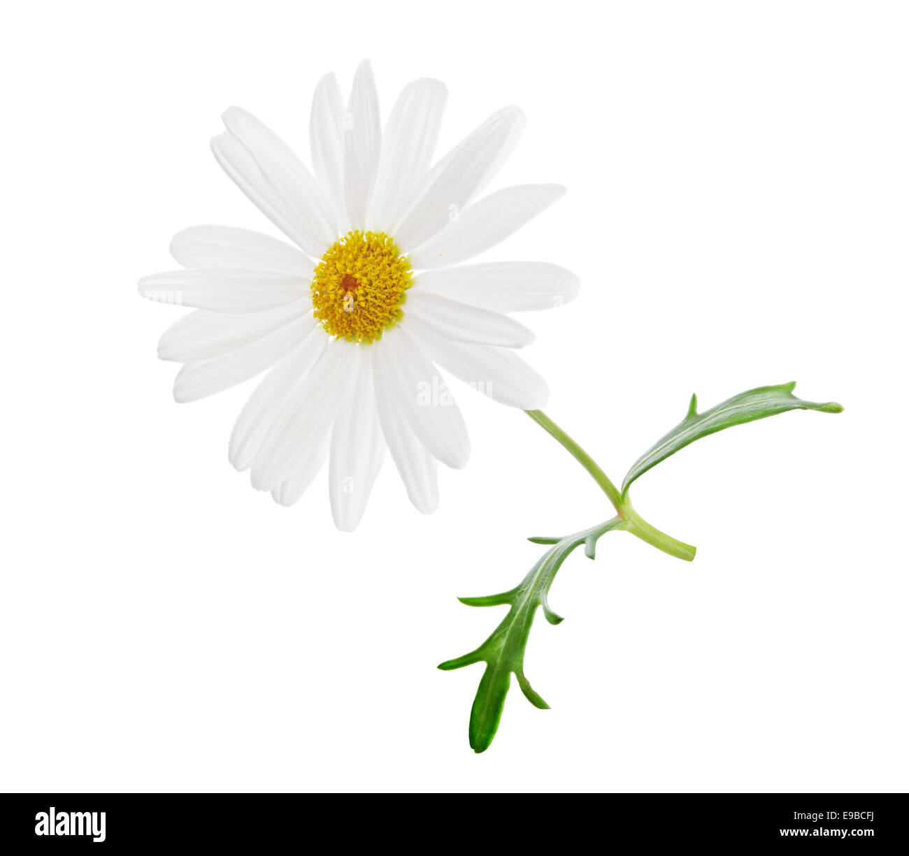 Chamomile flower isolated on white background Stock Photo - Alamy