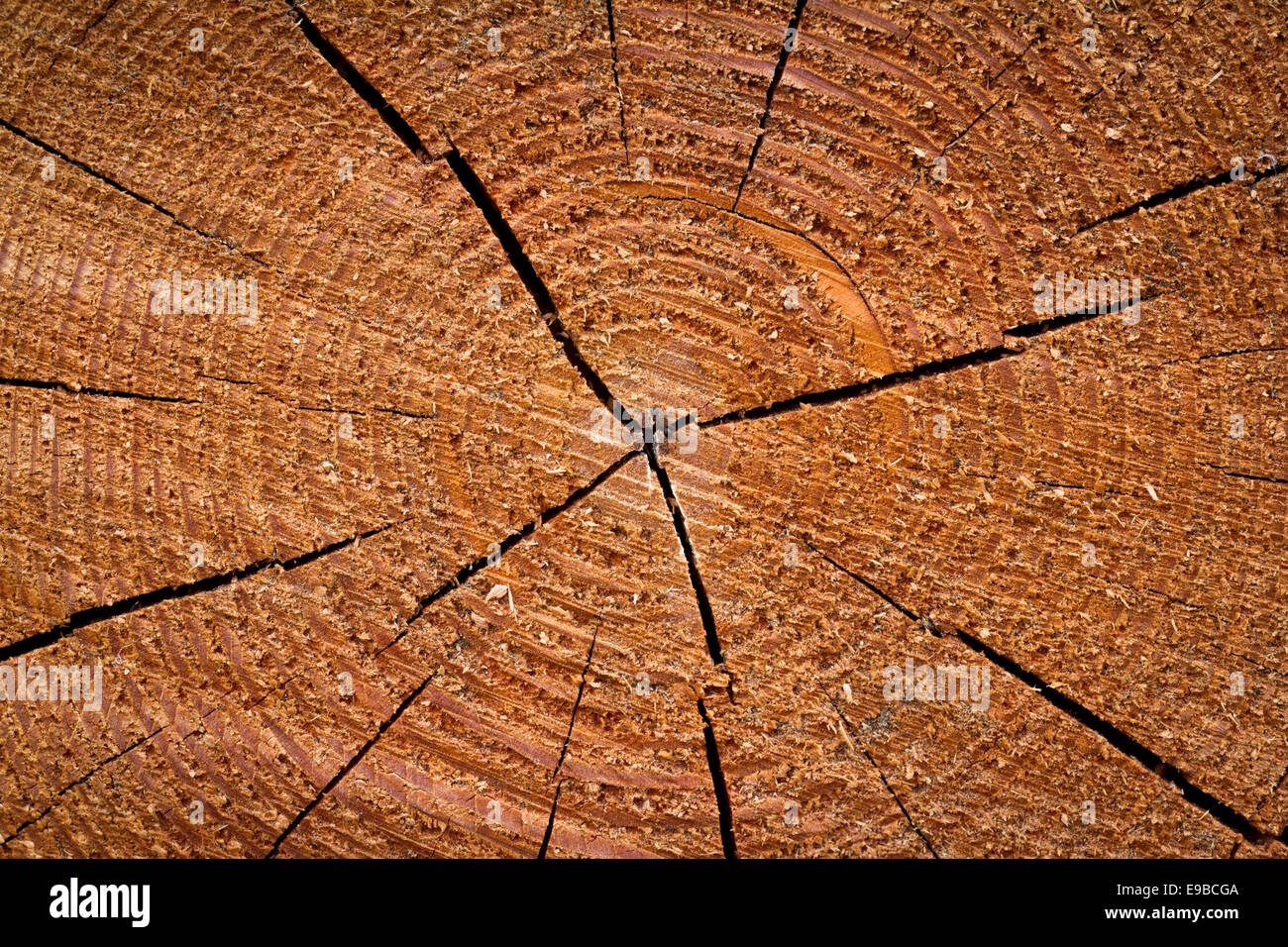 Tree rings count age tree hi-res stock photography and images - Alamy
