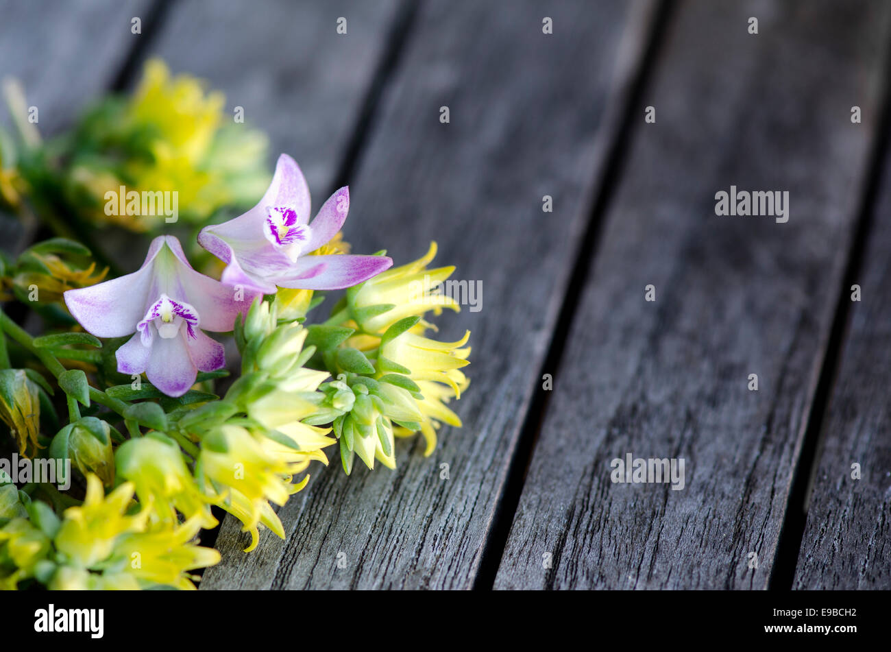 Amongst yellow flowers hi-res stock photography and images - Alamy