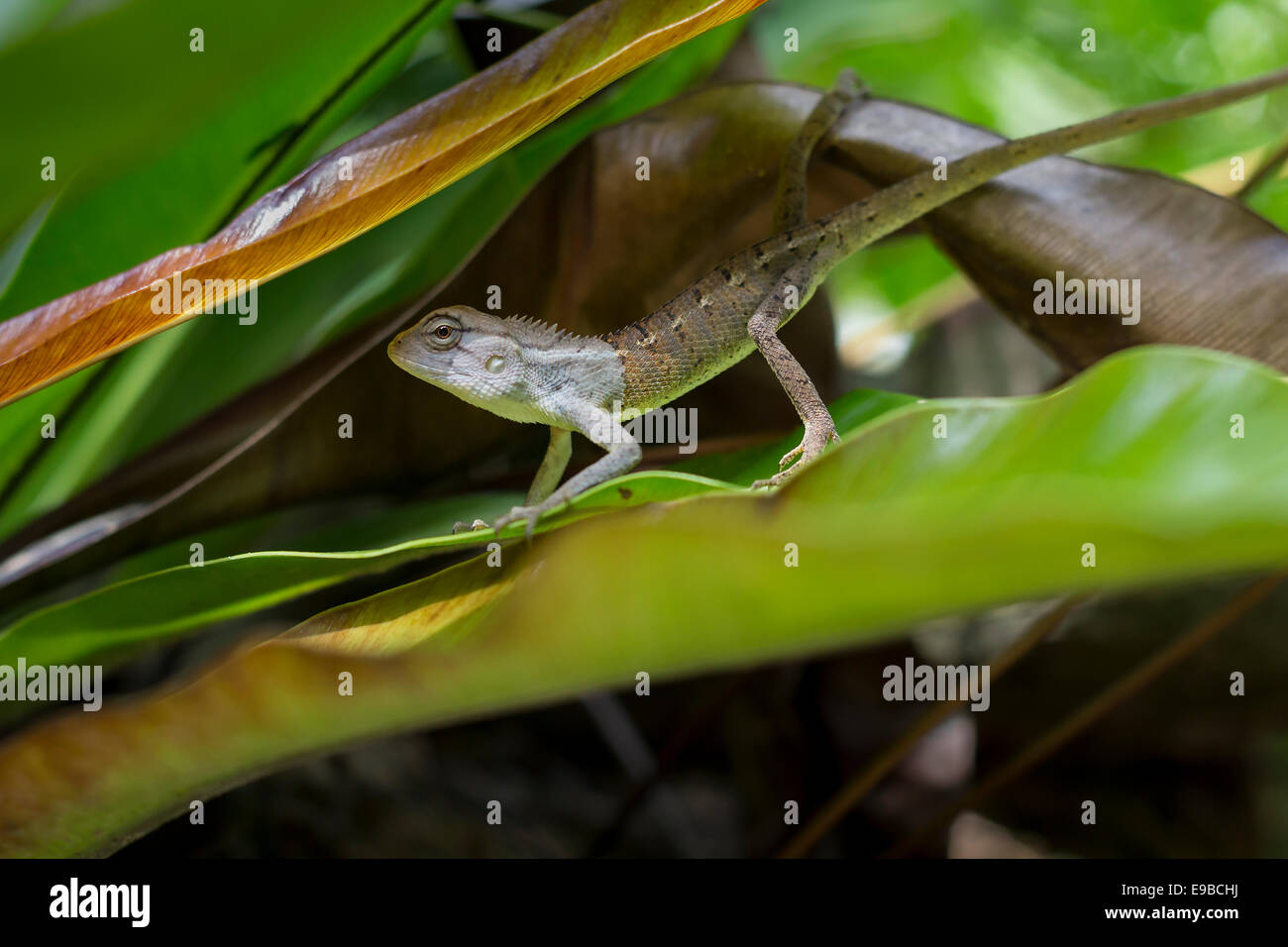 Content lizard hi-res stock photography and images - Alamy