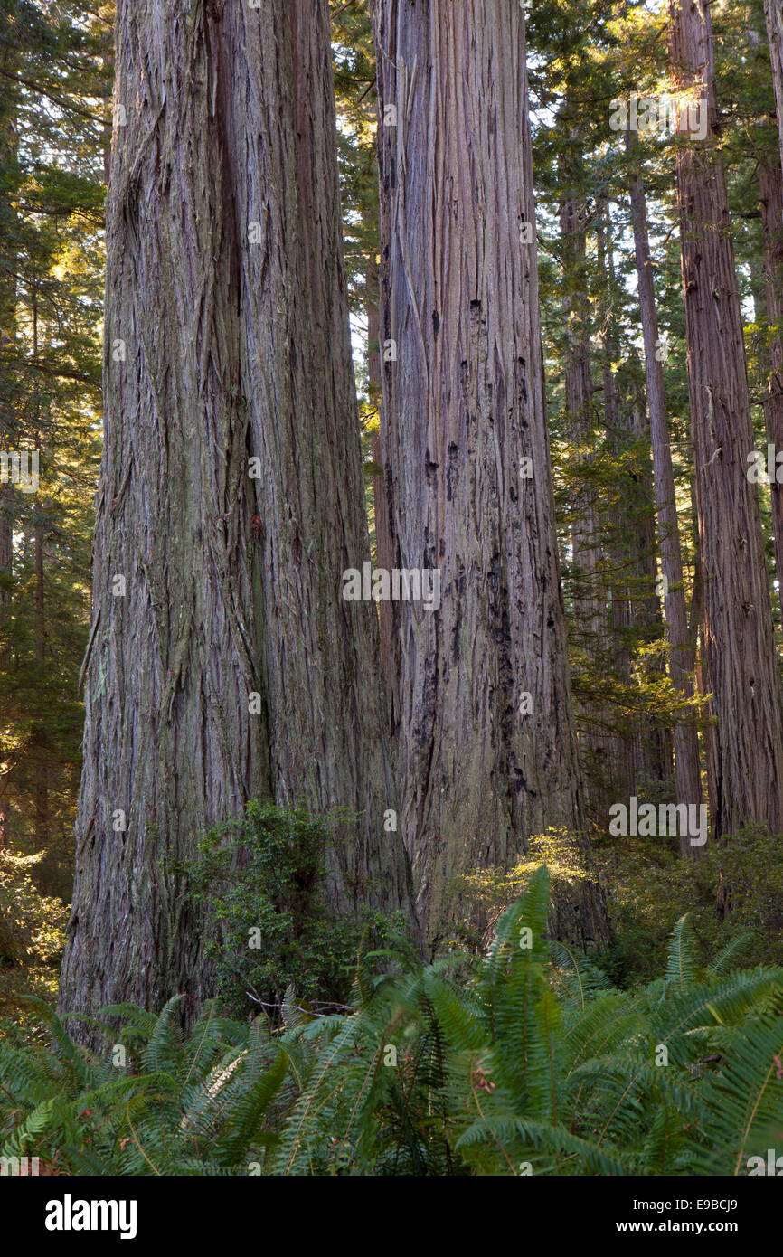 Redwood trees in the Lady Bird Johnson Grove, Prairie Creek State Park ...