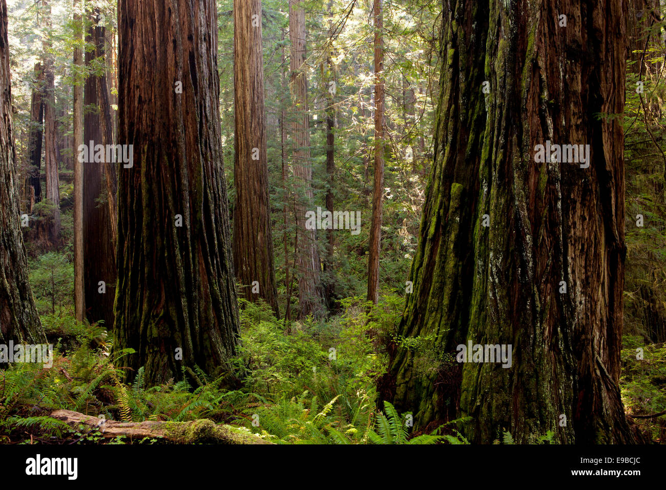 Redwood trees in Prairie Creek State Park, Redwood National Park ...