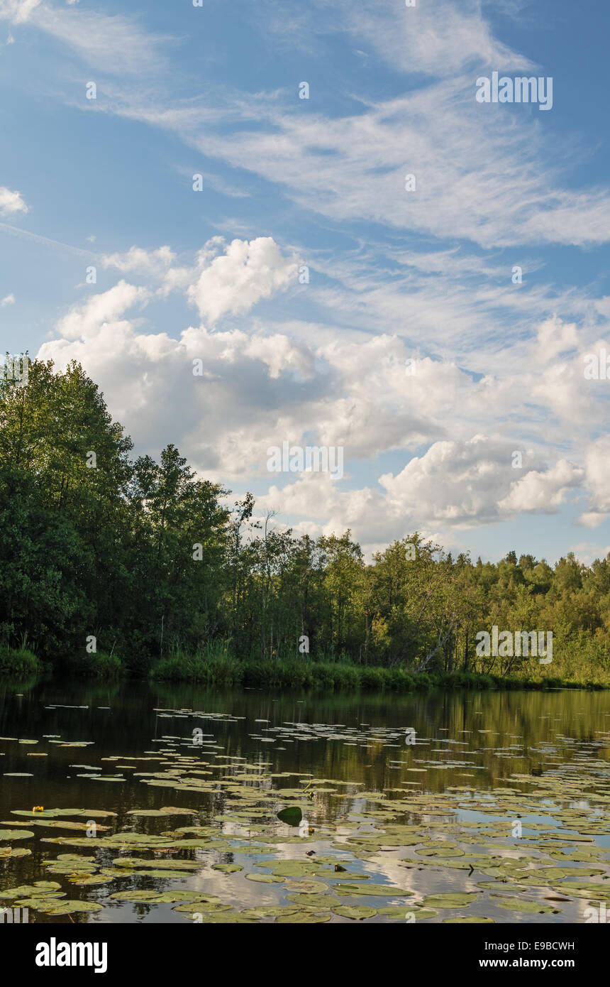 Summer lake landscape Stock Photo - Alamy