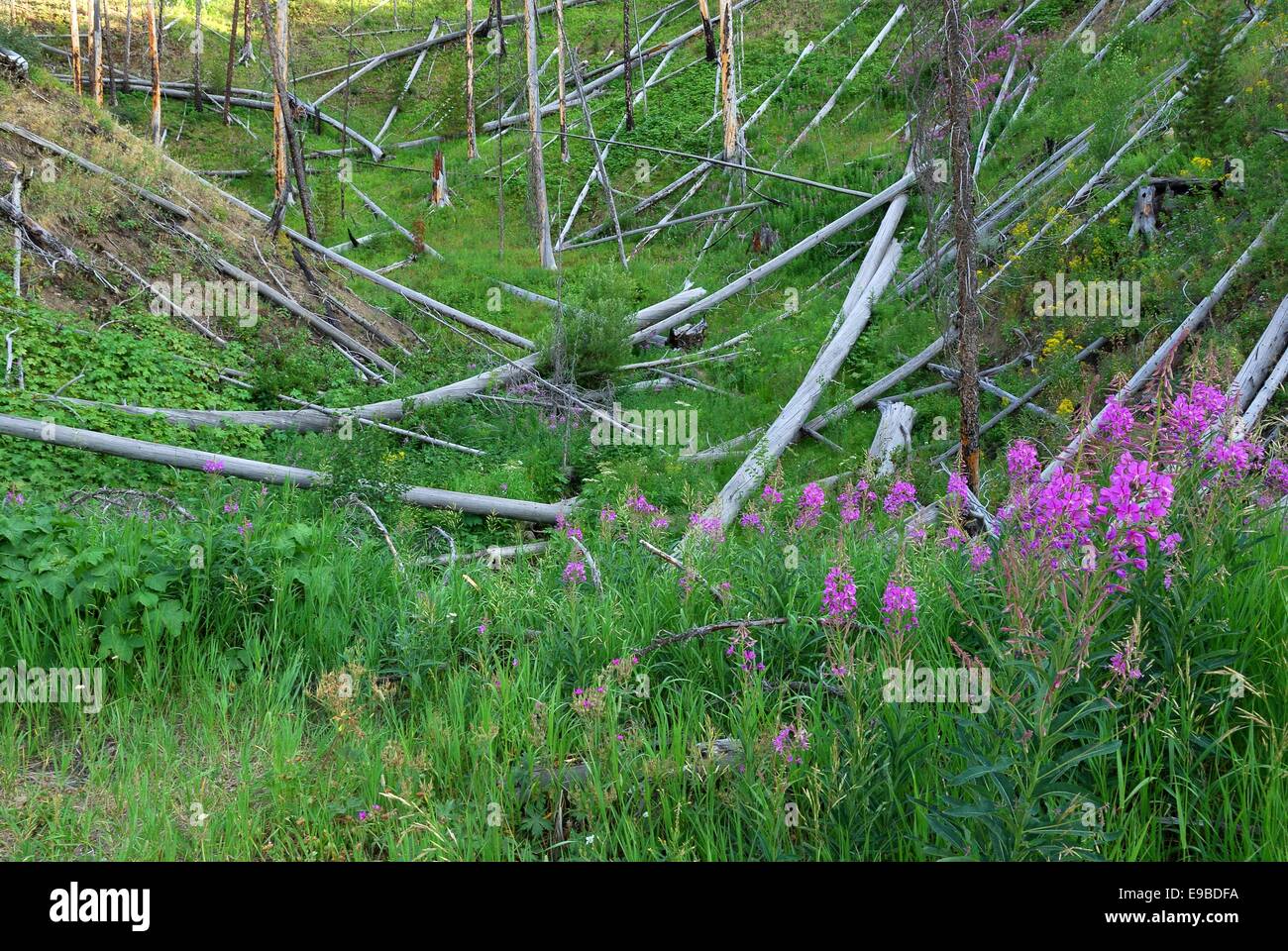 Yellowstone Fire Regrowth High Resolution Stock Photography and Images ...