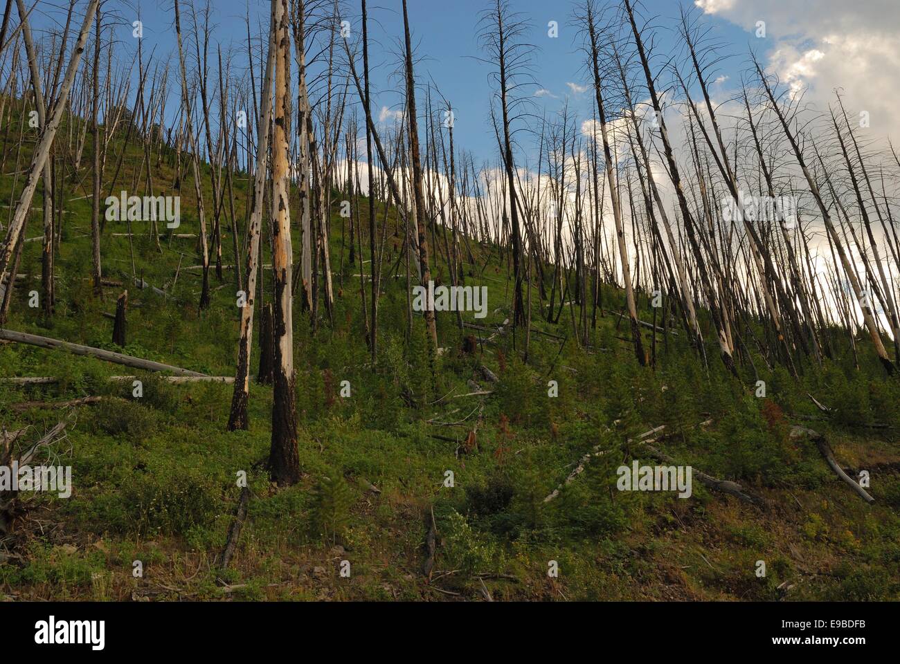 Yellowstone Fire Regrowth High Resolution Stock Photography and Images ...