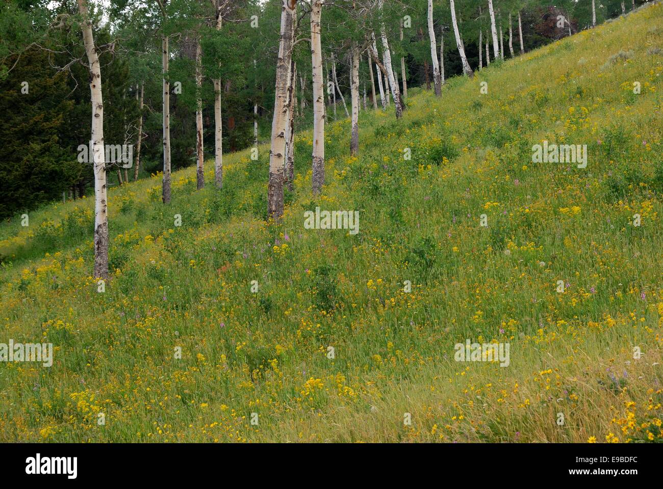 Grasslands of Yellowstone national park impacted by wildfire and ...