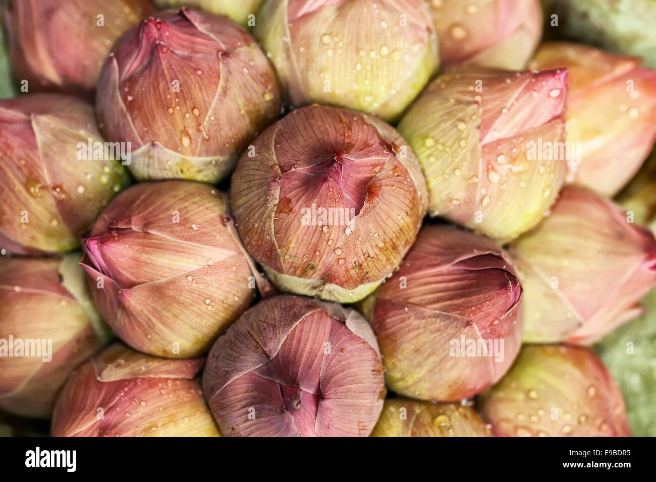 Bunch of lotus flower at market Stock Photo - Alamy